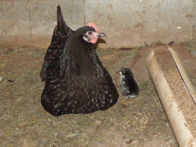5 Acres & A Dream: Setting Hens and Baby Chicks