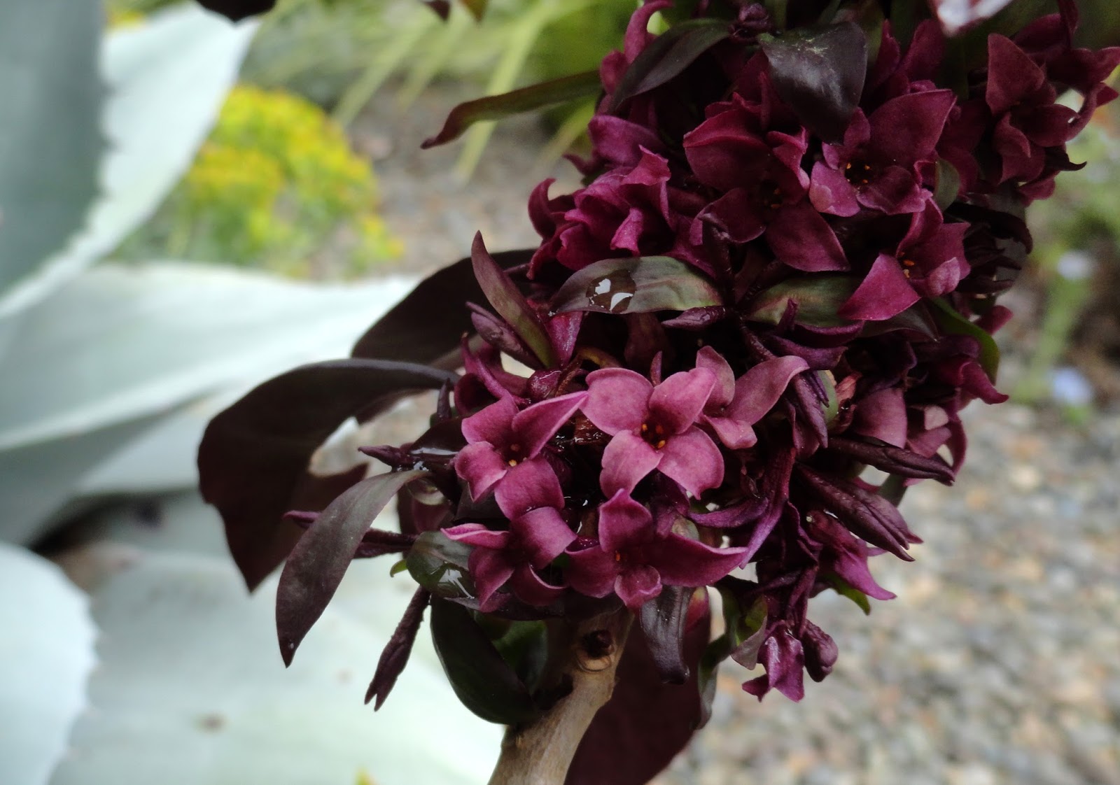 danger garden: Bloomday, a day late but with a vase