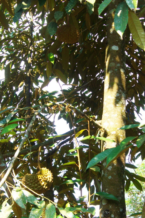 Pohon Durian | GambarBinatang.Com