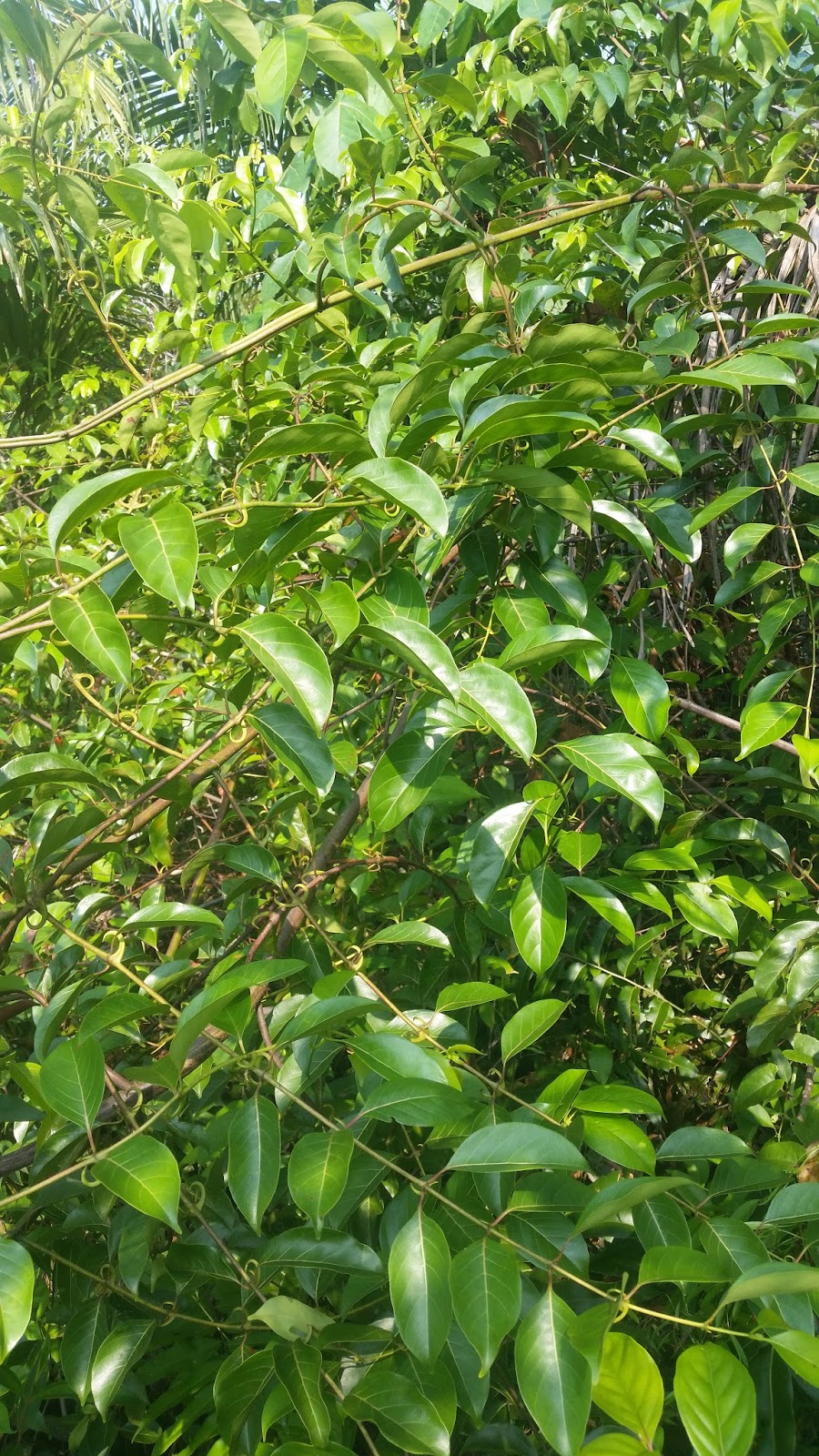 Warisan Petani: Pokok Kait-kait.
