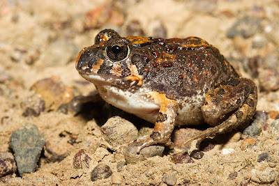 Burrowing Frog | The Wildlife