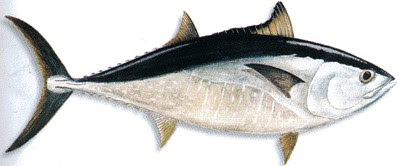 Spesies Ikan Tuna - Fish Information (INDONESIA)