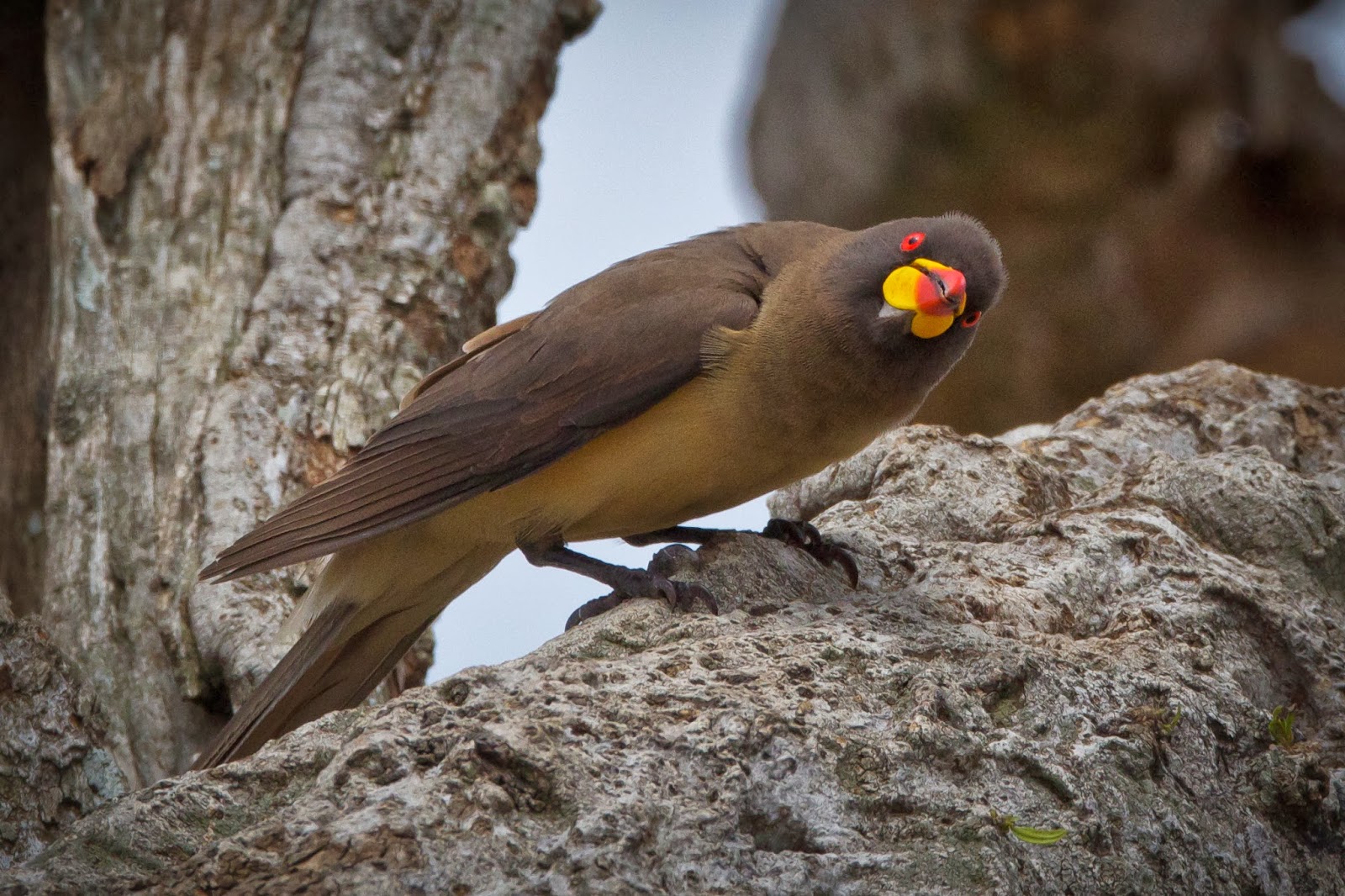 Feather Tailed Stories: Oxpeckers (Africa Series)