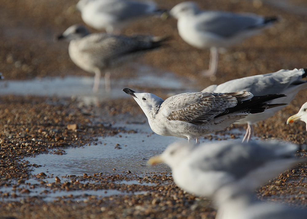 Richard Smith - Birdwatching Days Out: CASPIAN GULL, 1st winter ...