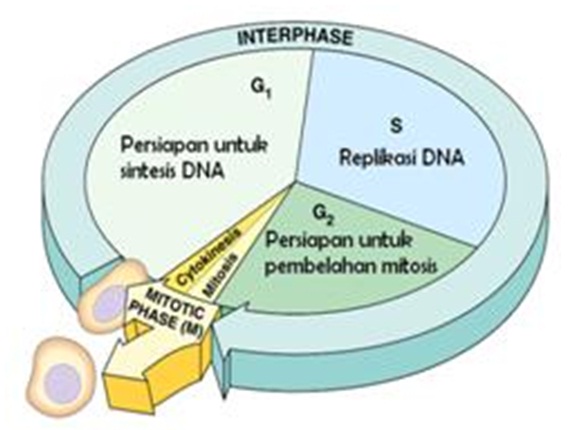 Materi Bilogi Kelas XII tentang Pembelahan Sel - wawasan edukasi