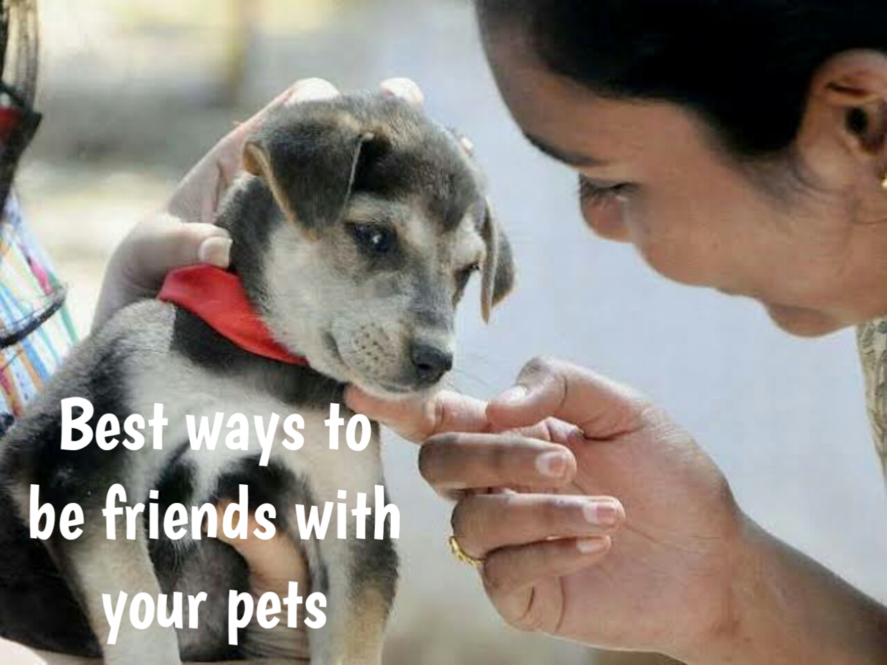 The pets care : Best ways to be friends with your pets