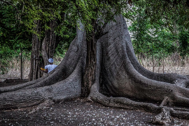 Photographer Journal: The Sacred Mapou
