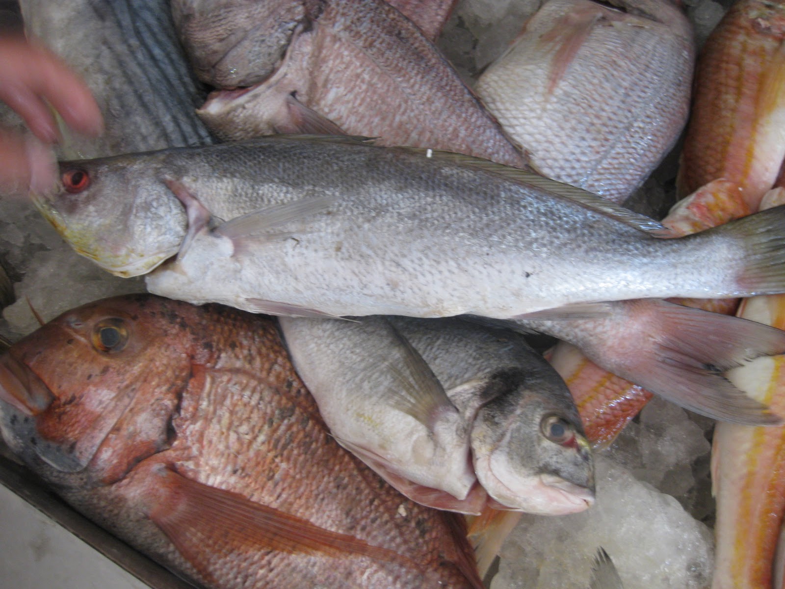 MCplusR: Fischers Fritze isst Frische Fische