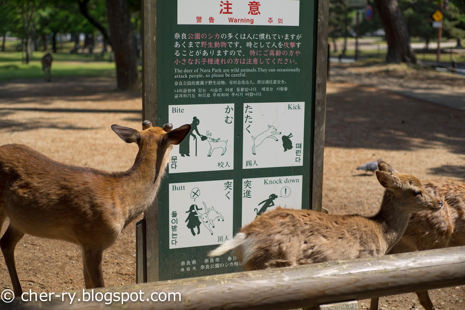 Life of a Lil Notti Monkey: Nara, Nara