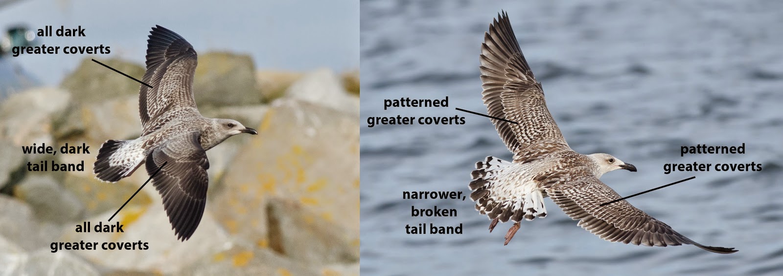 Alix Arthur d'Entremont: First Cycle Lesser Black-backed Gull