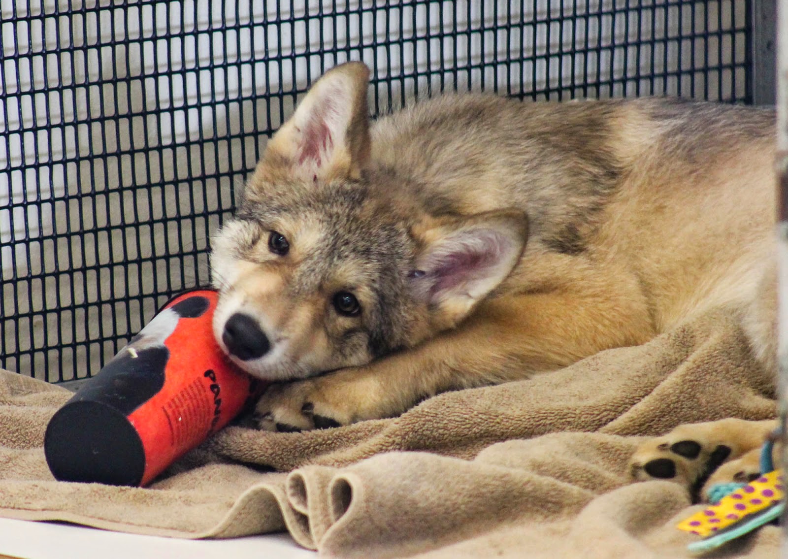 Life with Dylan: Playtime with Shadow