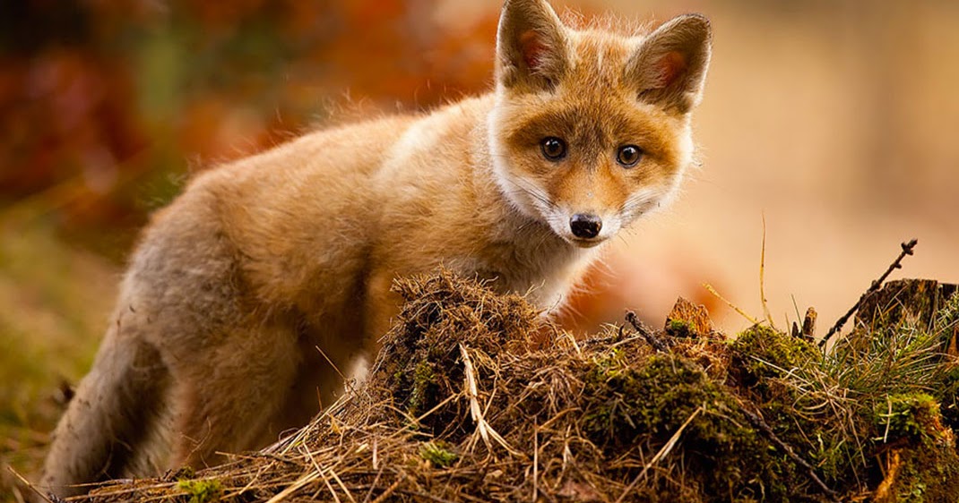 Equus, golfus et autres petits bonheurs de la vie: 26 renardeaux adorables