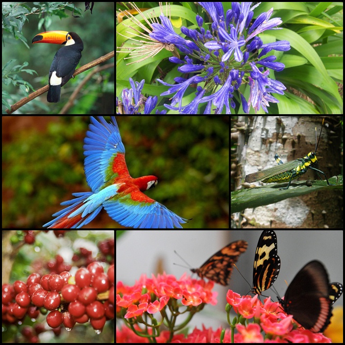 ¡Colombia País Rico En Biodiversidad!