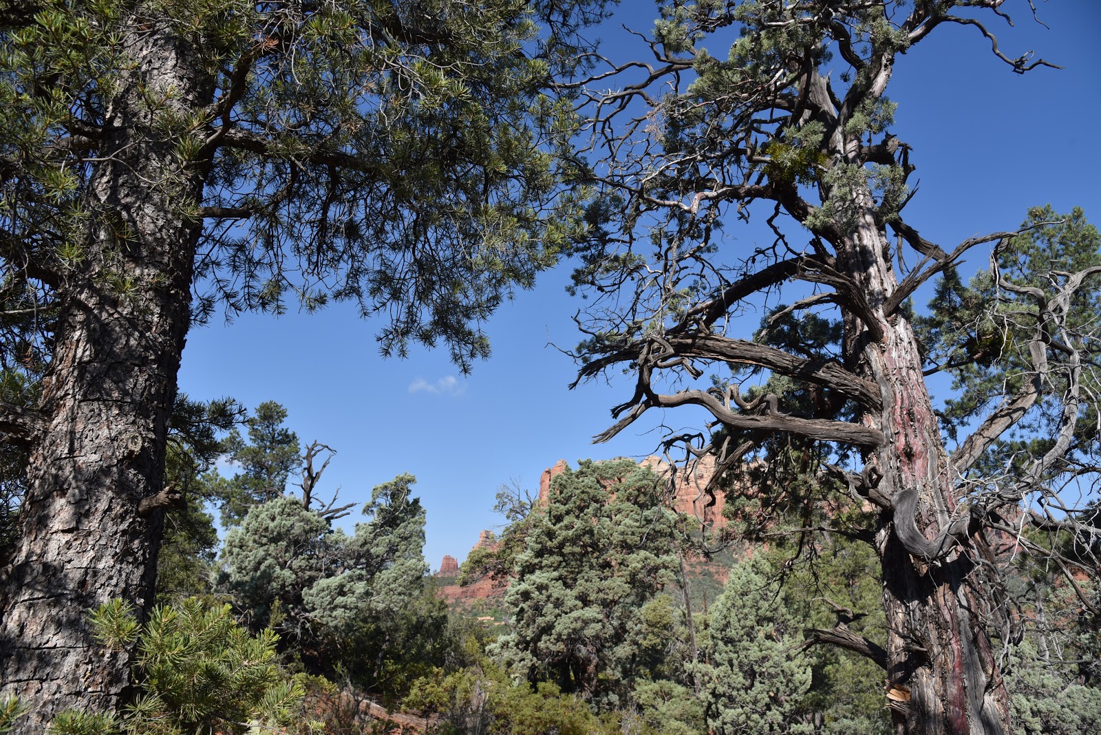 Arizona Hiking: ANT HILL LOOP