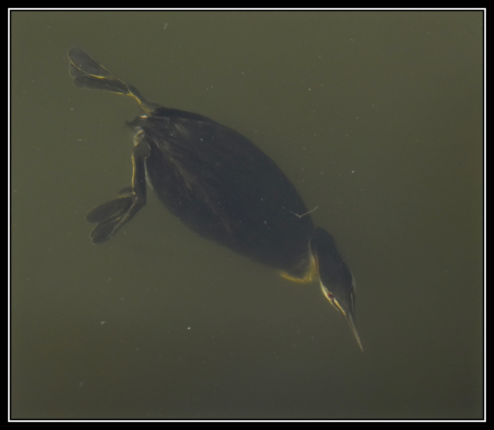 Carl Bovis Nature Photography: Underwater Great Crested Grebe and the ...