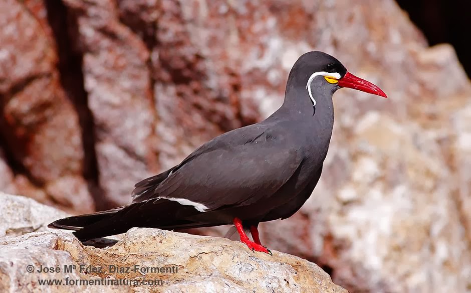 Tierra de gaviotas, chorlitos, gaviotines, frailecillos, alcas: Charrán ...