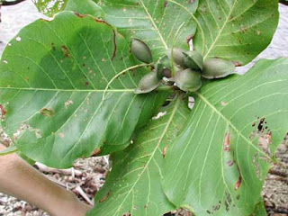 Le badamier | Flore de l’île de la Réunion