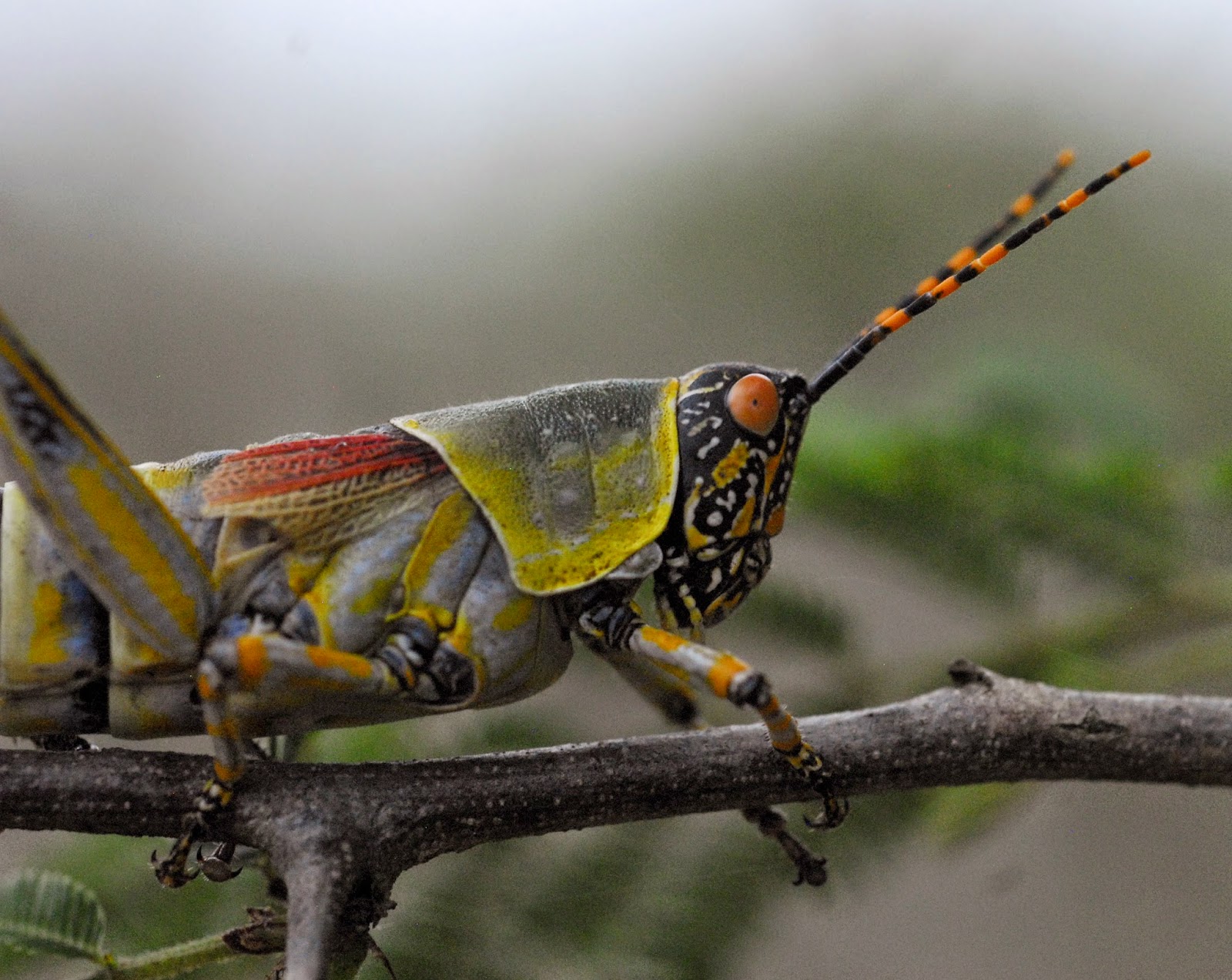 The Great Wildebeest Migration: The Insects of KZN