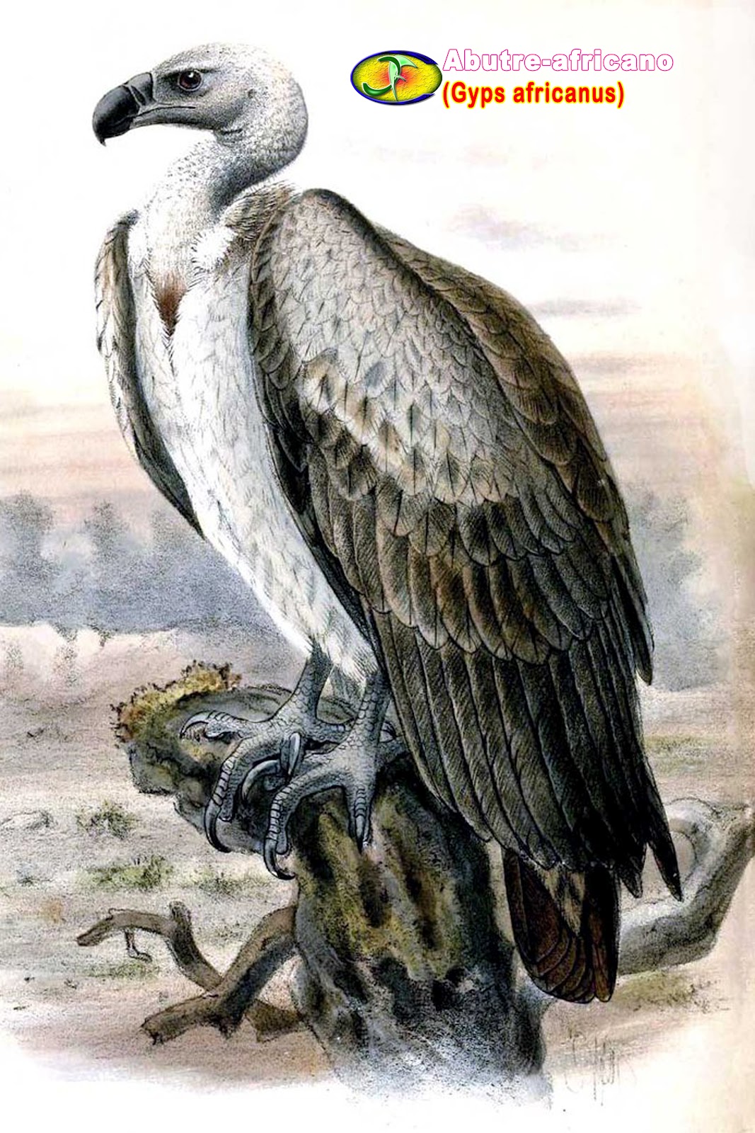 ORNITOLOGIA: Abutre-africano (Gyps africanus)