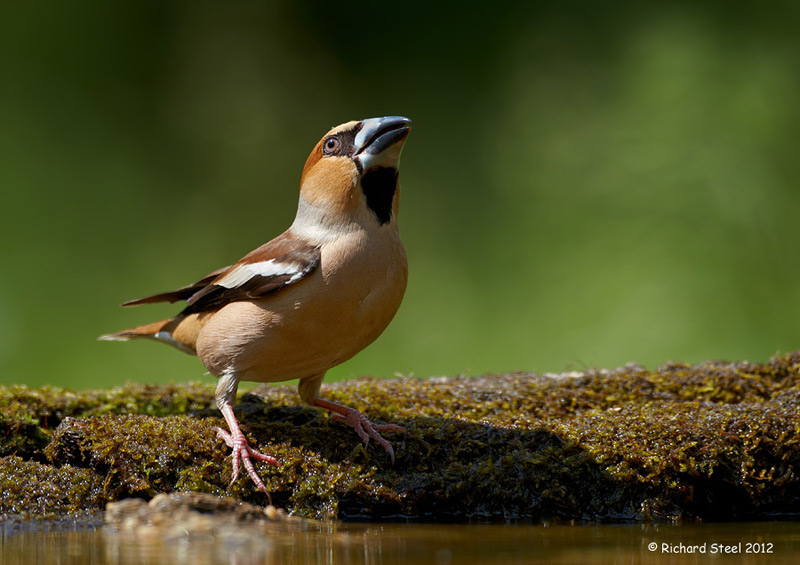 Best Jungle Life: Hawfinch & Hawfinch Pictures and Hawfinch Drinking Water
