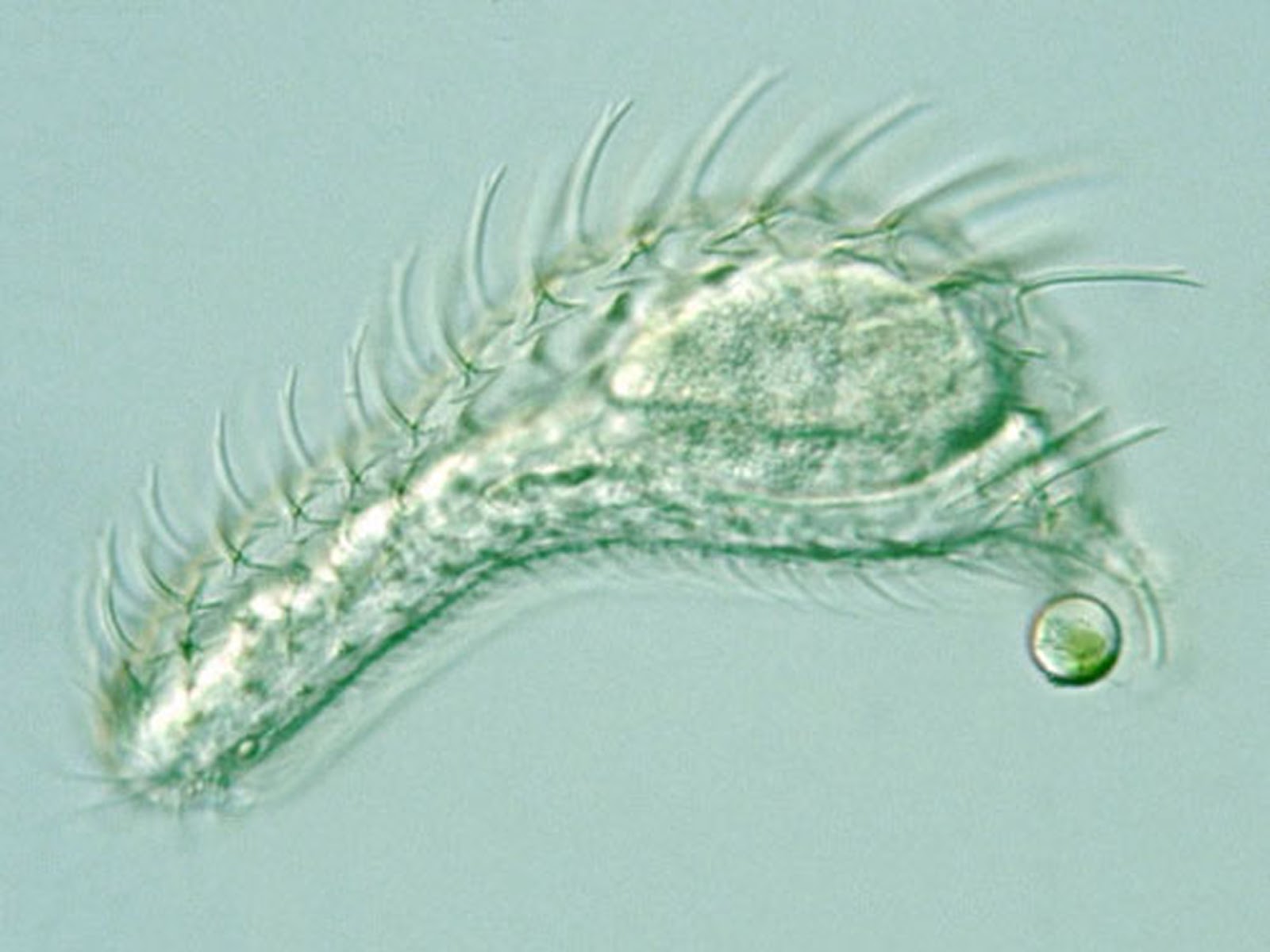 Gastrotricha ~ Dunia Hewan