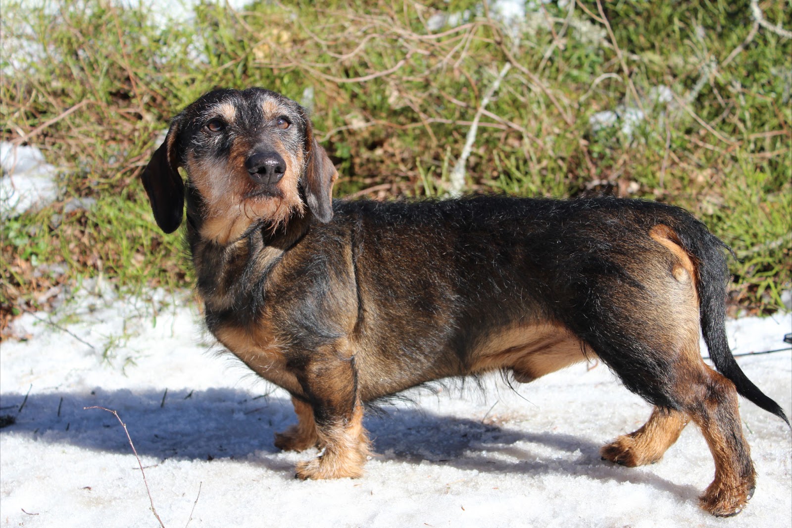 Pysslas Kennel: Våra Taxar