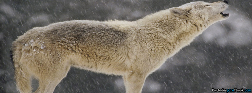 Como se hace el lobo en FaceBook - Imagui