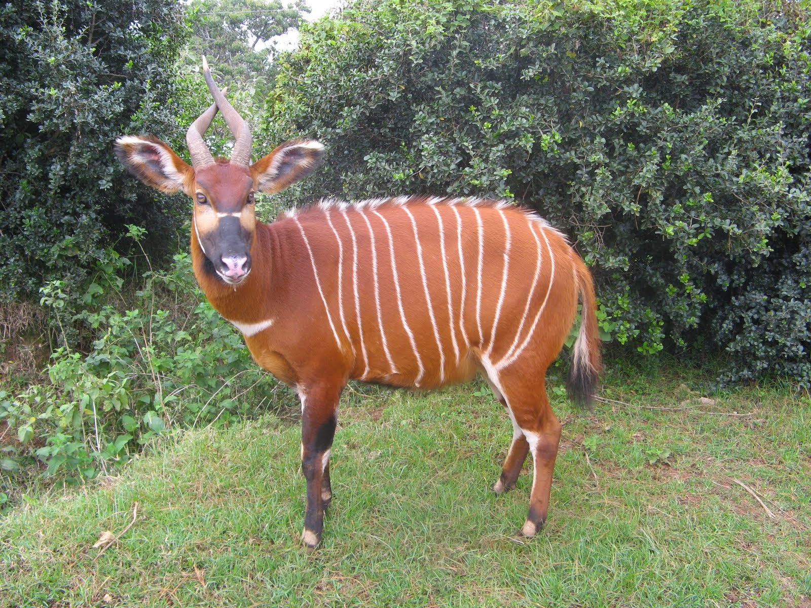 ΜΠΟΝΓΟΣ (BONGOS) photos - wallpapers | the fun bank