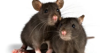 Cuantos cuentos: Dos ratas apareándose