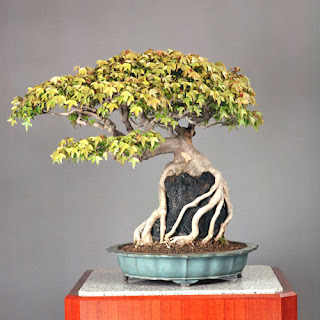 Top Unique Bonsai Trees Gallery: Top Champion Bonsai Trees