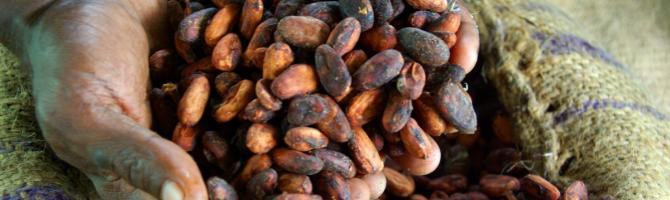 Premium Cocoa Exports for Solomon Islands reach new levels - Papua New ...
