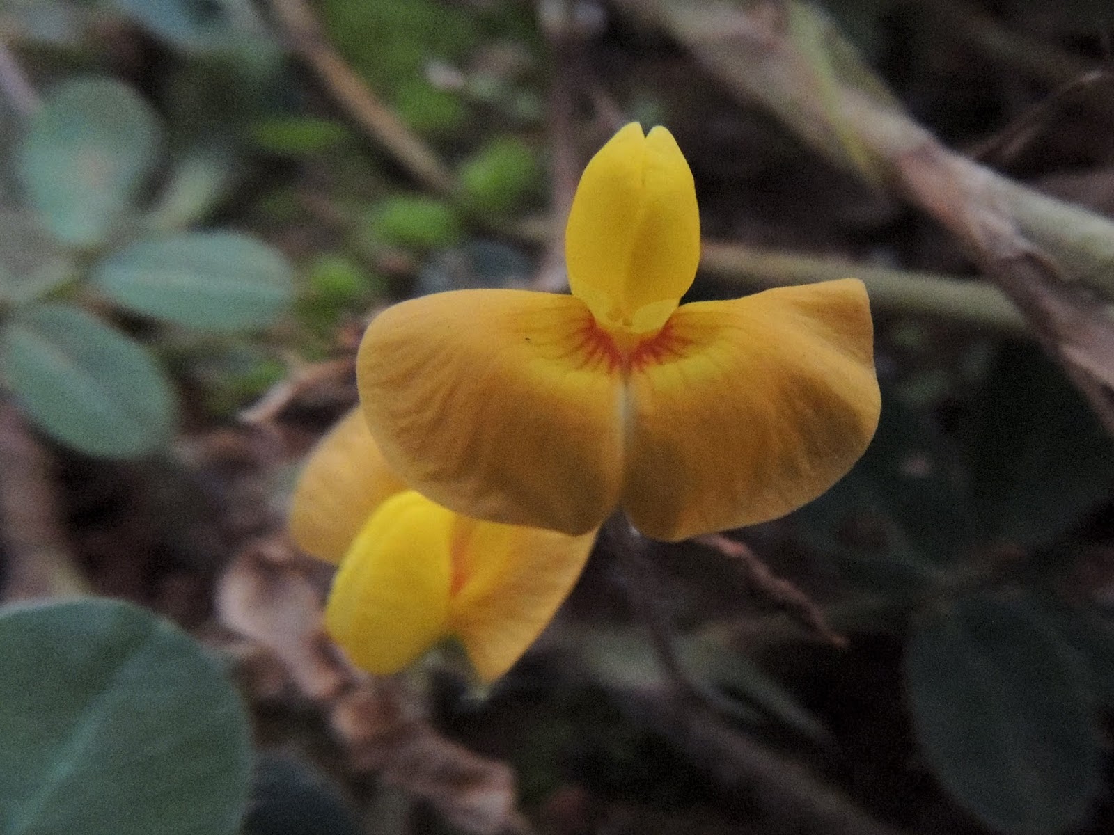 Fabaceae - Leguminosae no Brasil: Fabaceae - Arachis monticola Krapov ...