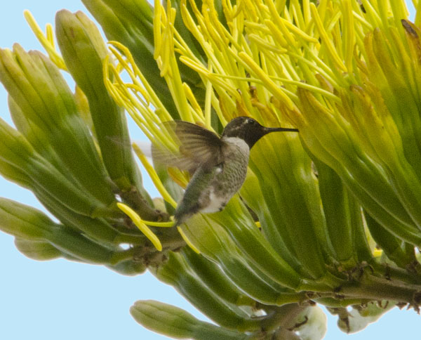 The Wayward Hawaiian: Hummingbirds in Laguna Beach