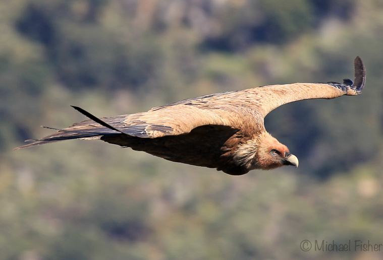Roadrunners Mike and Linda: Birdwatching in the International Douro ...