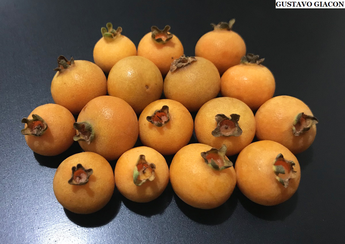 Viveiro Ciprest - Plantas Nativas e Exóticas: Guabiroba Laranja ou ...