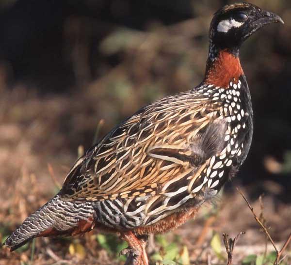 Black Teetar Required In Faisalabad - Pets For Sale In Pakistan