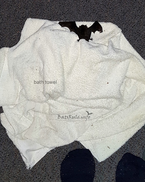 Rehab | Microbat in care | Myotis Macropus, Southern Myotis, Large ...