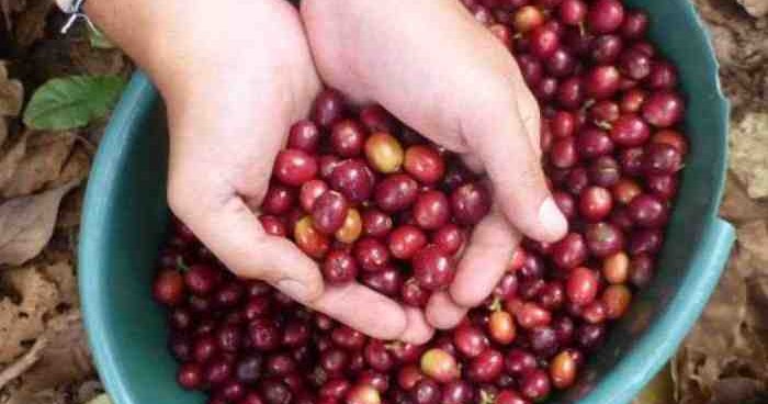 Kenali Karakter, Jenis Dan Rasa Kopi Toraja Yang Khas Dan Nikmat