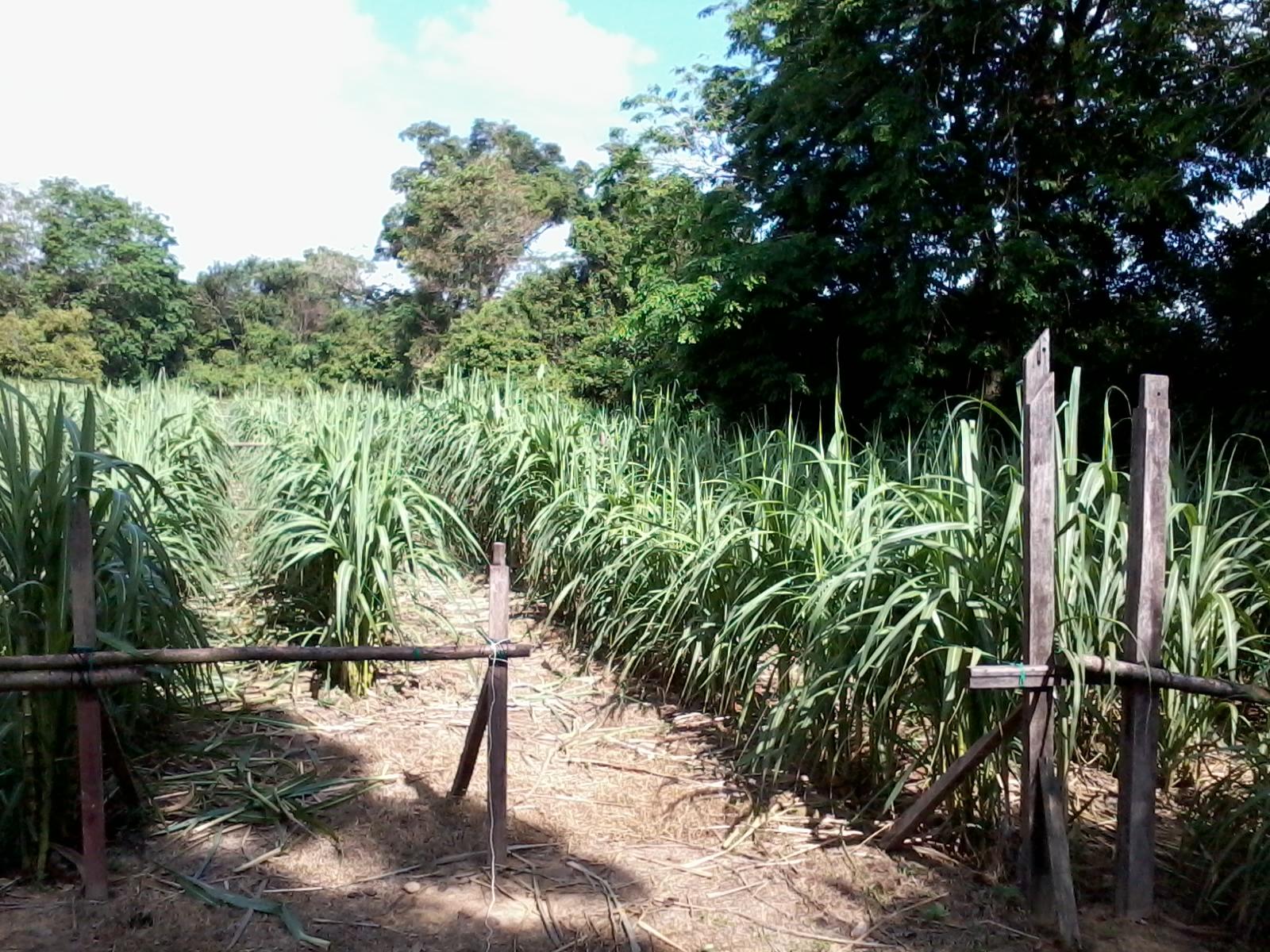 Ladang Tebu Tanjung Medang