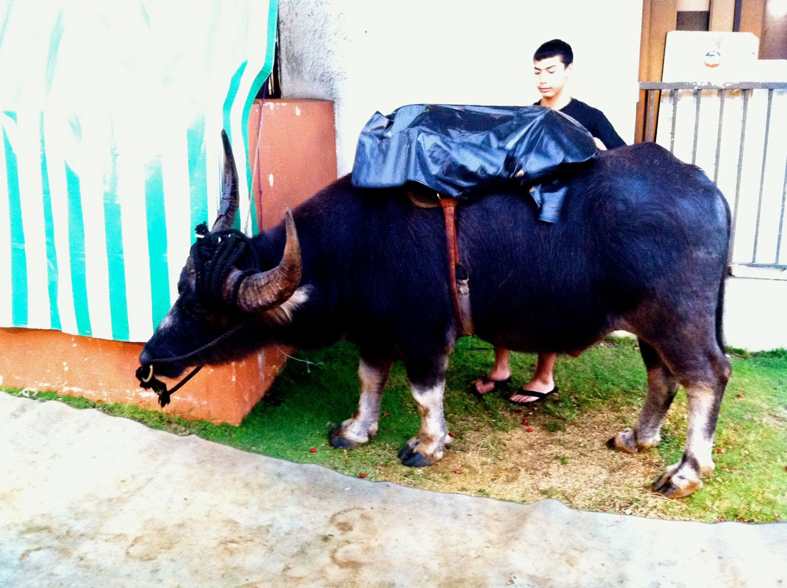 Different views of Guamanian life through the eyes of an American ...