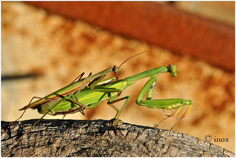 Si può fare: La mantide con l'amante