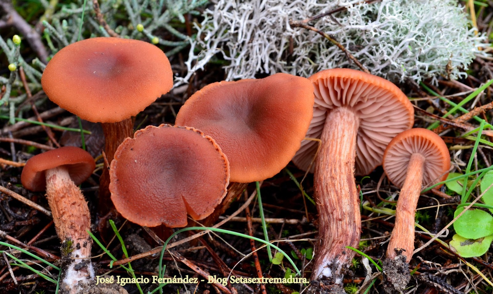 Setas Extremadura : Laccaria Laccata