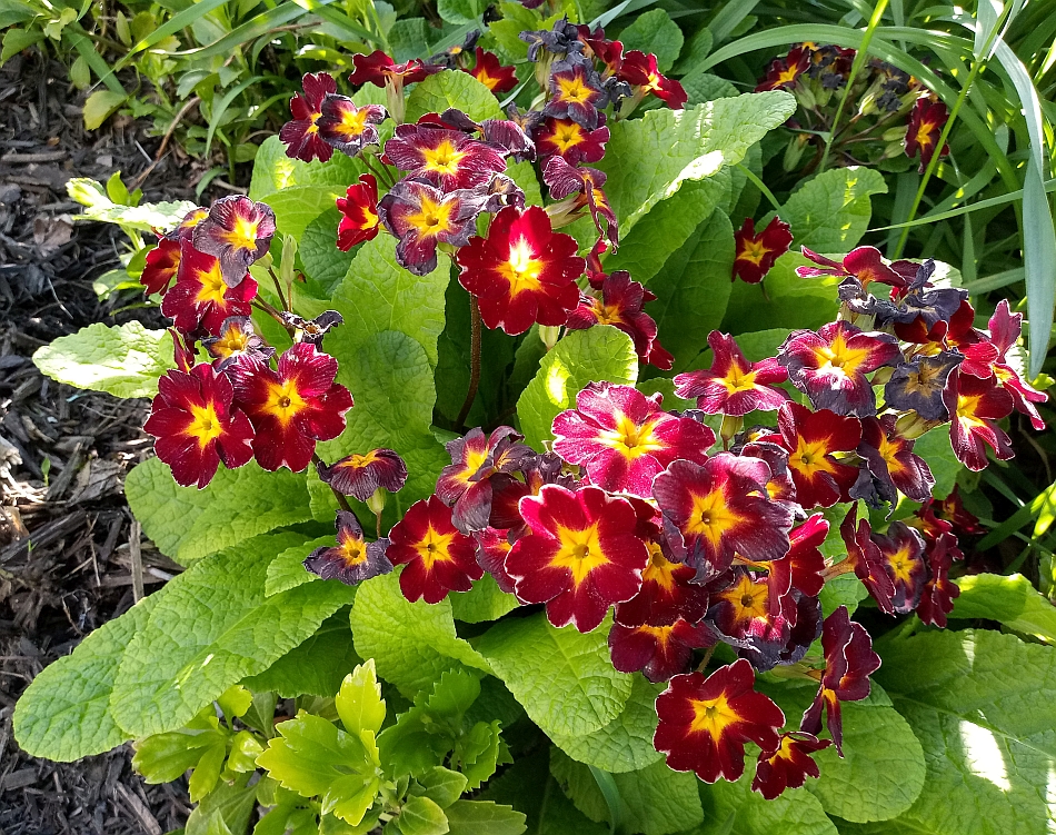 Future Plants by Randy Stewart: Primula