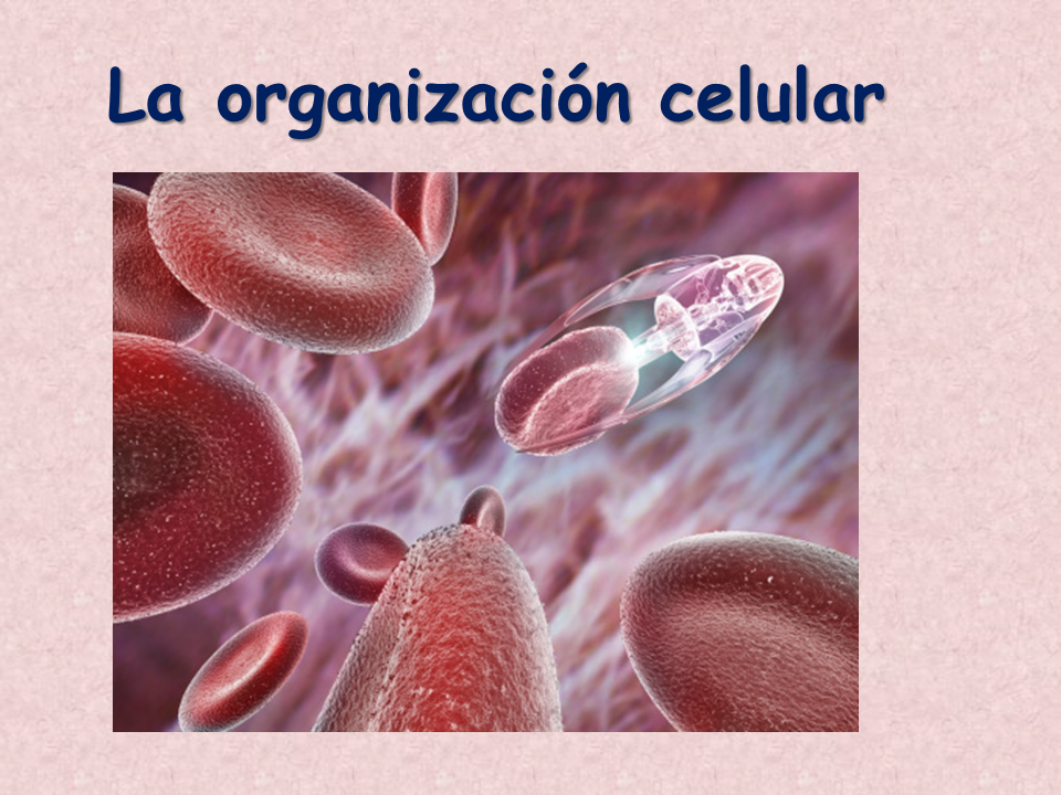 biología y geología 1ºbto: TEMA 8: La organización celular.