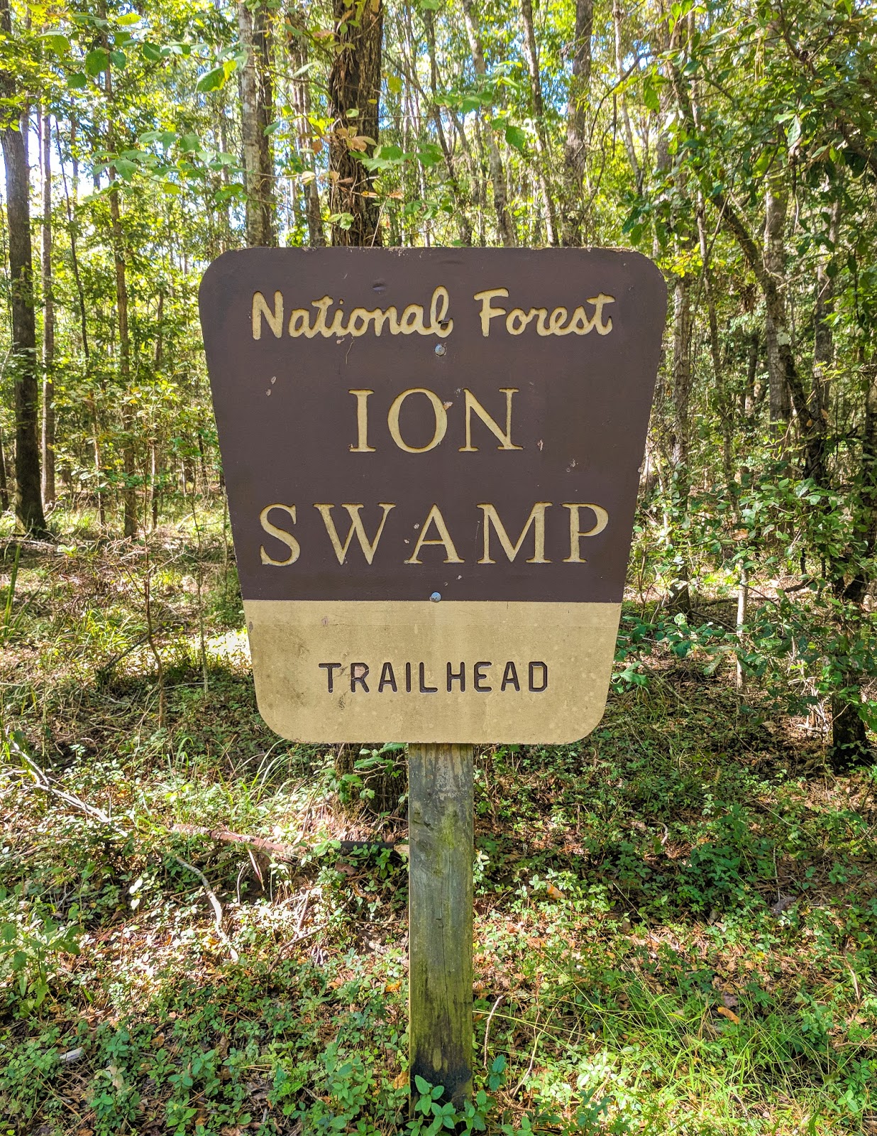 On the Subject of Nature: The I'On Swamp