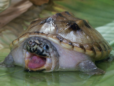 Herpetic's LF: Saturday DayCare