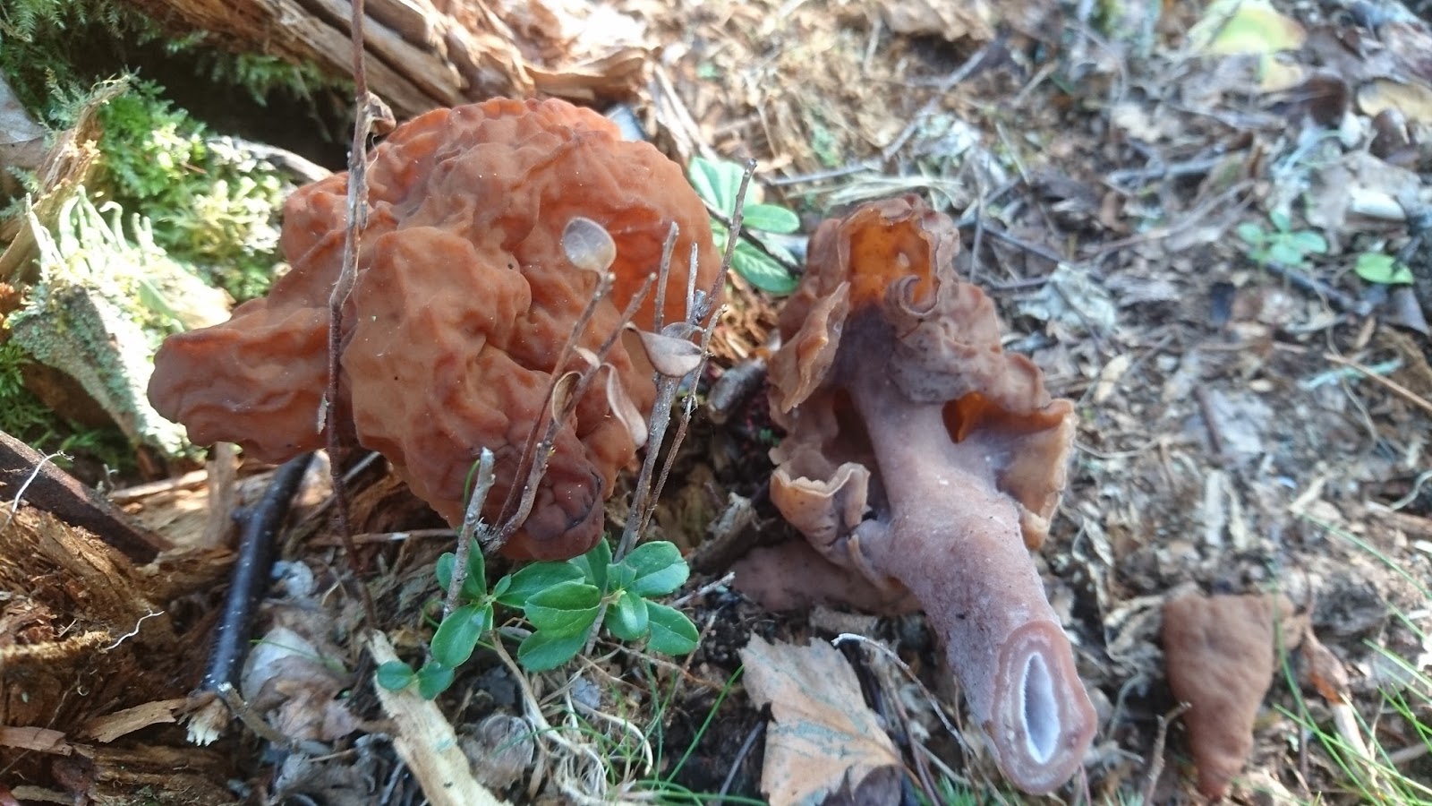 Mitä löytyy?: Piispanhiippa