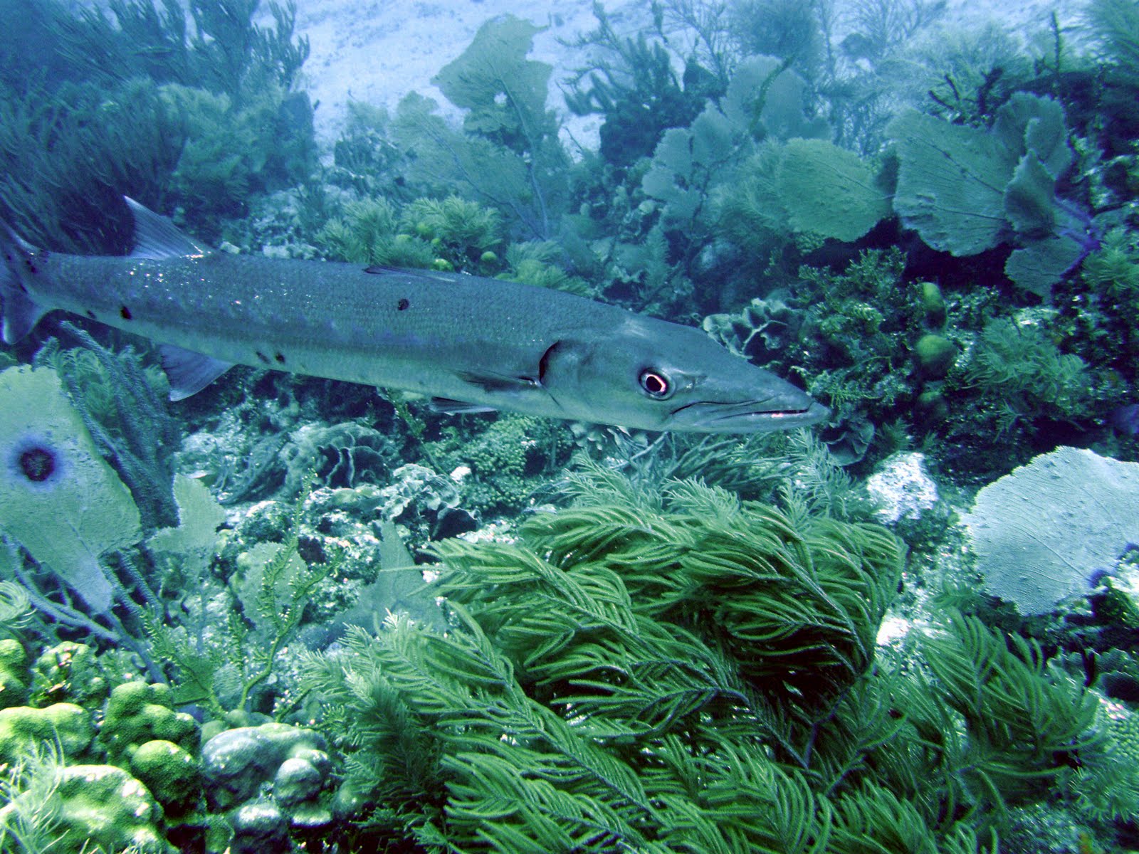 Iluminación Profunda: Picuda barracuda (Roatan, Honduras)