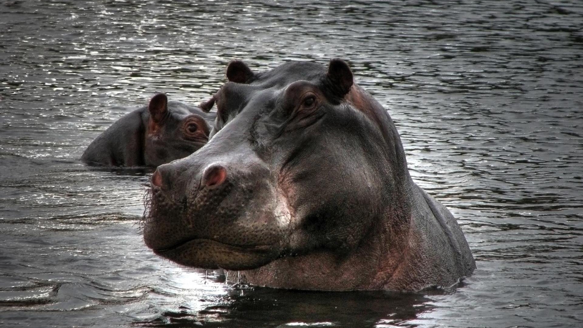Hippopotamus in Water - High Definition Wallpapers - HD wallpapers