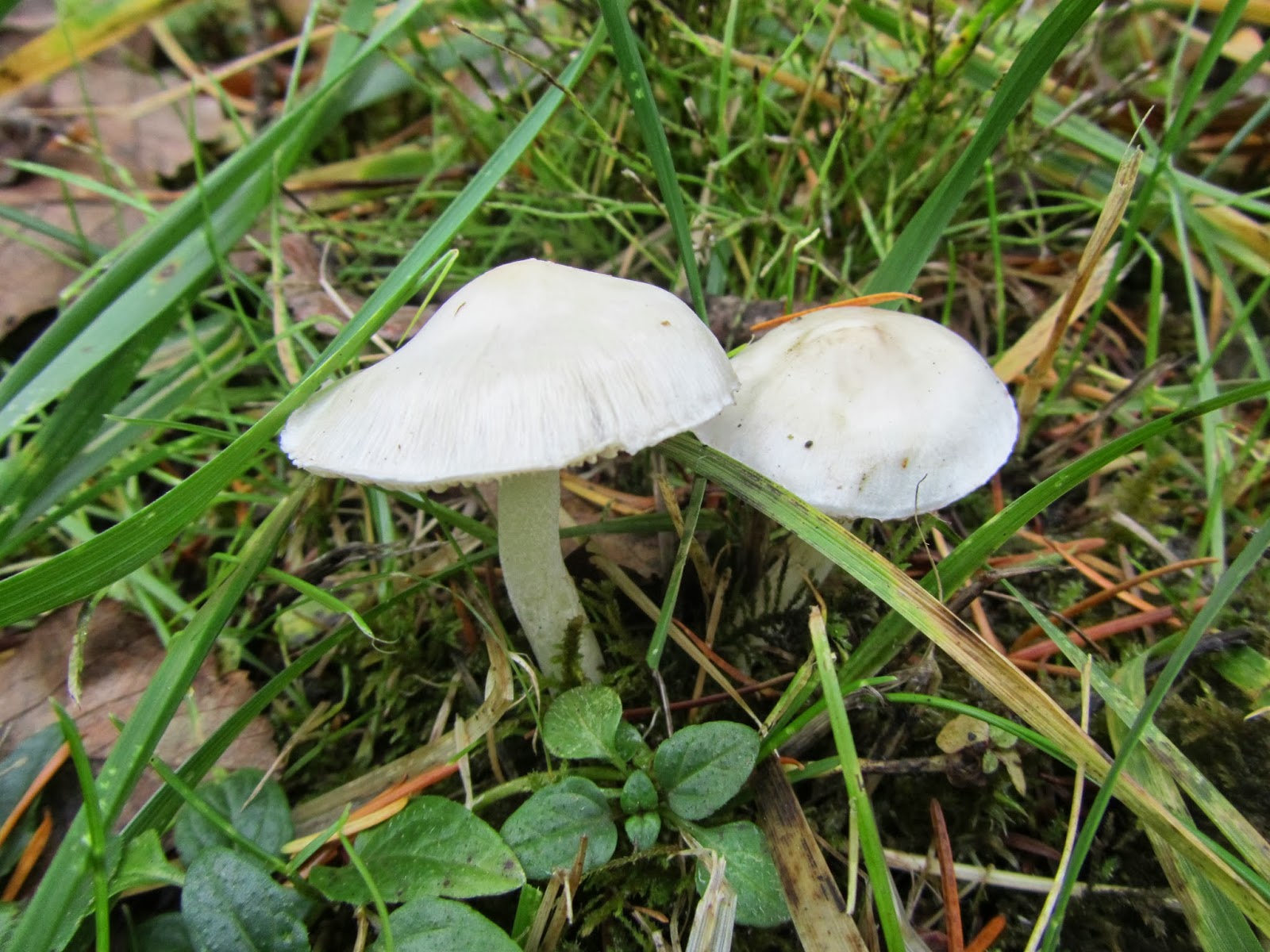 Four Hills of Squash: November Mushrooms